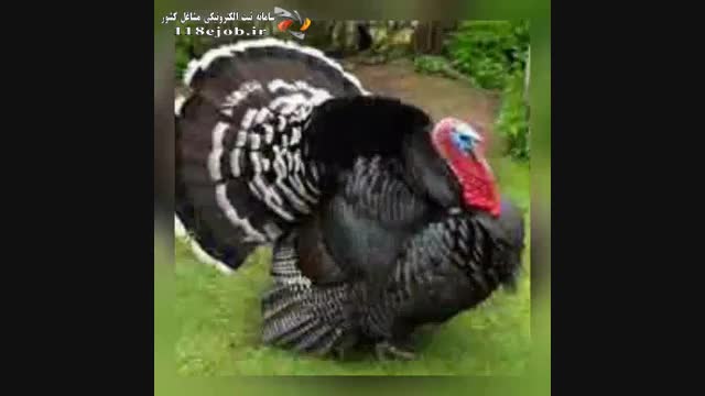 مزرعه پرورش اردک و جوجه و بوقلمون تاجیک ورامین نماشا
